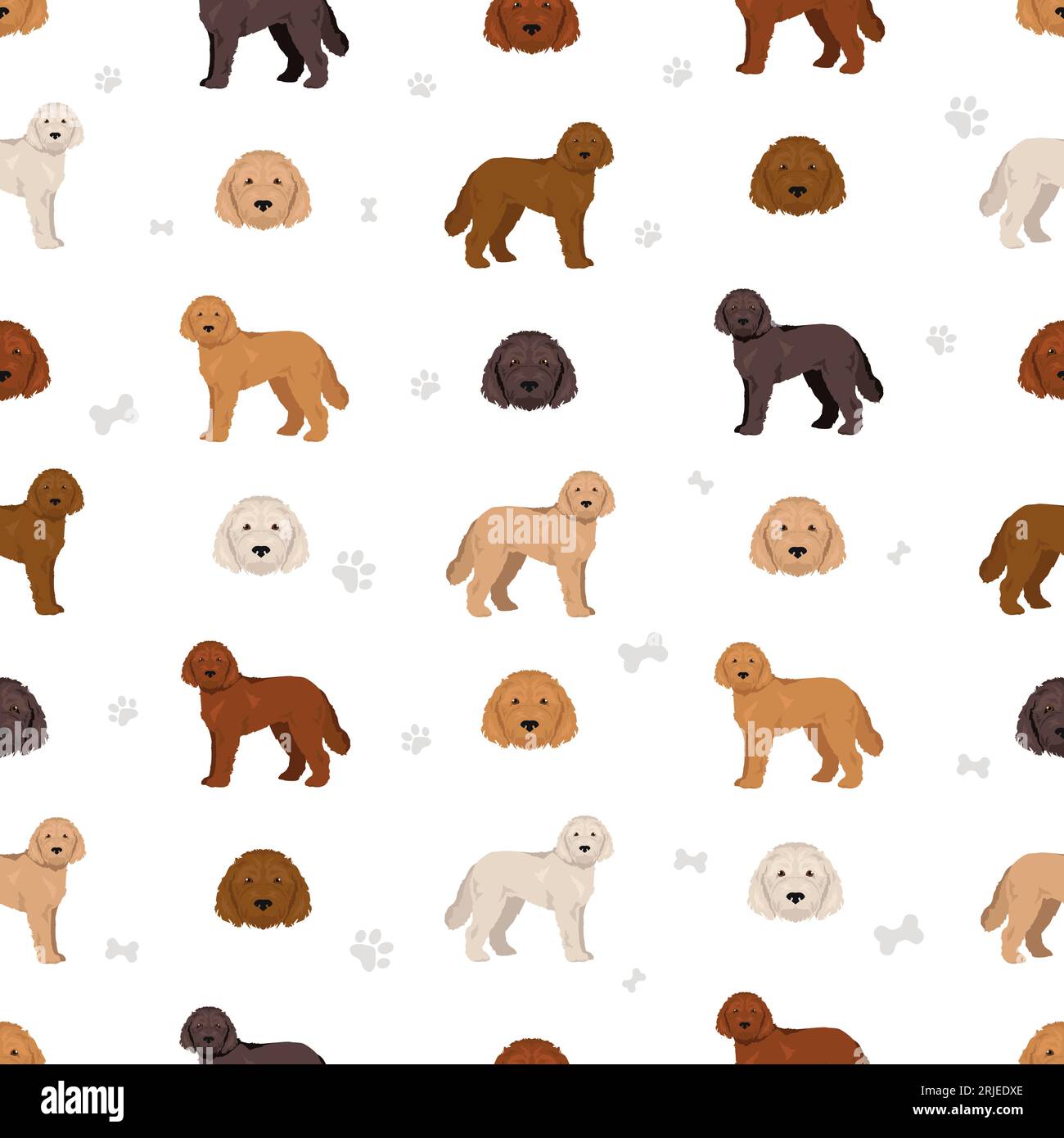 Goldendoodle white background Stock Vector Images - Alamy