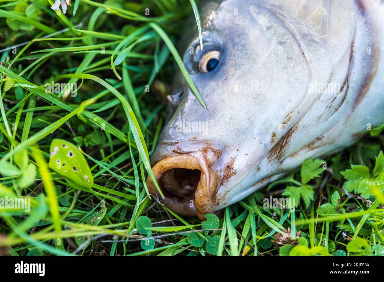 Grass carp big hi-res stock photography and images - Alamy