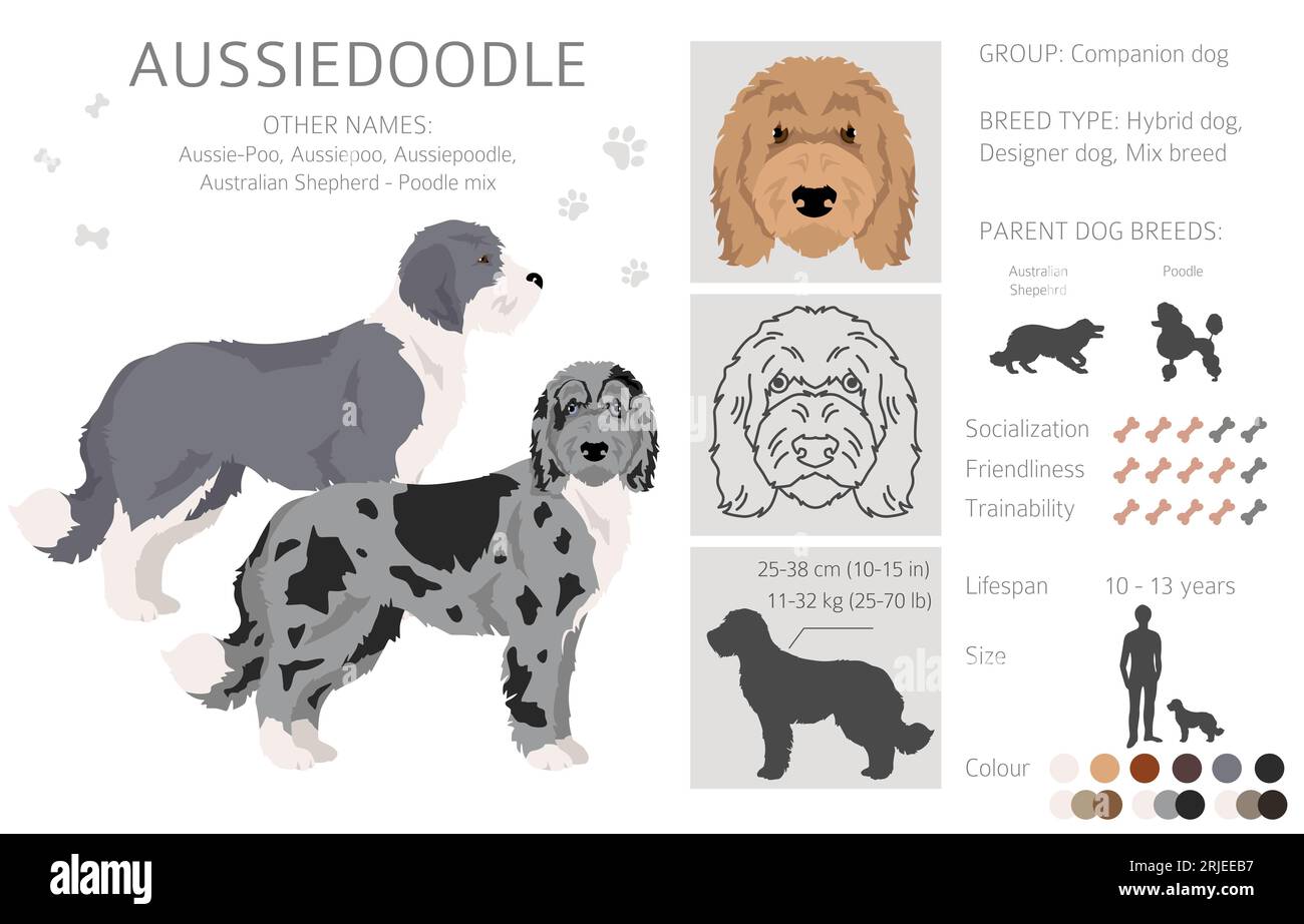 Aussiedoodle clipart. Aussie Poodle mix. Different coat colors set ...