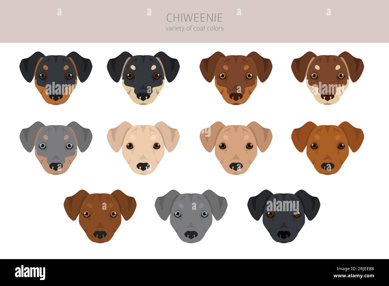 Chiweenie clipart. Chihuahua Dachshund mix. Different coat colors set ...