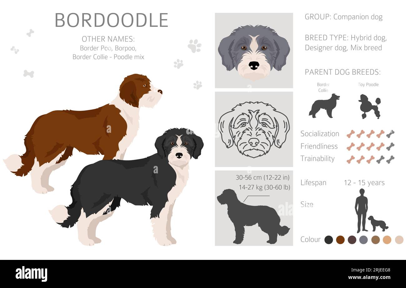 Bordoodle clipart. Border collie Poodlemix. Different coat colors set ...
