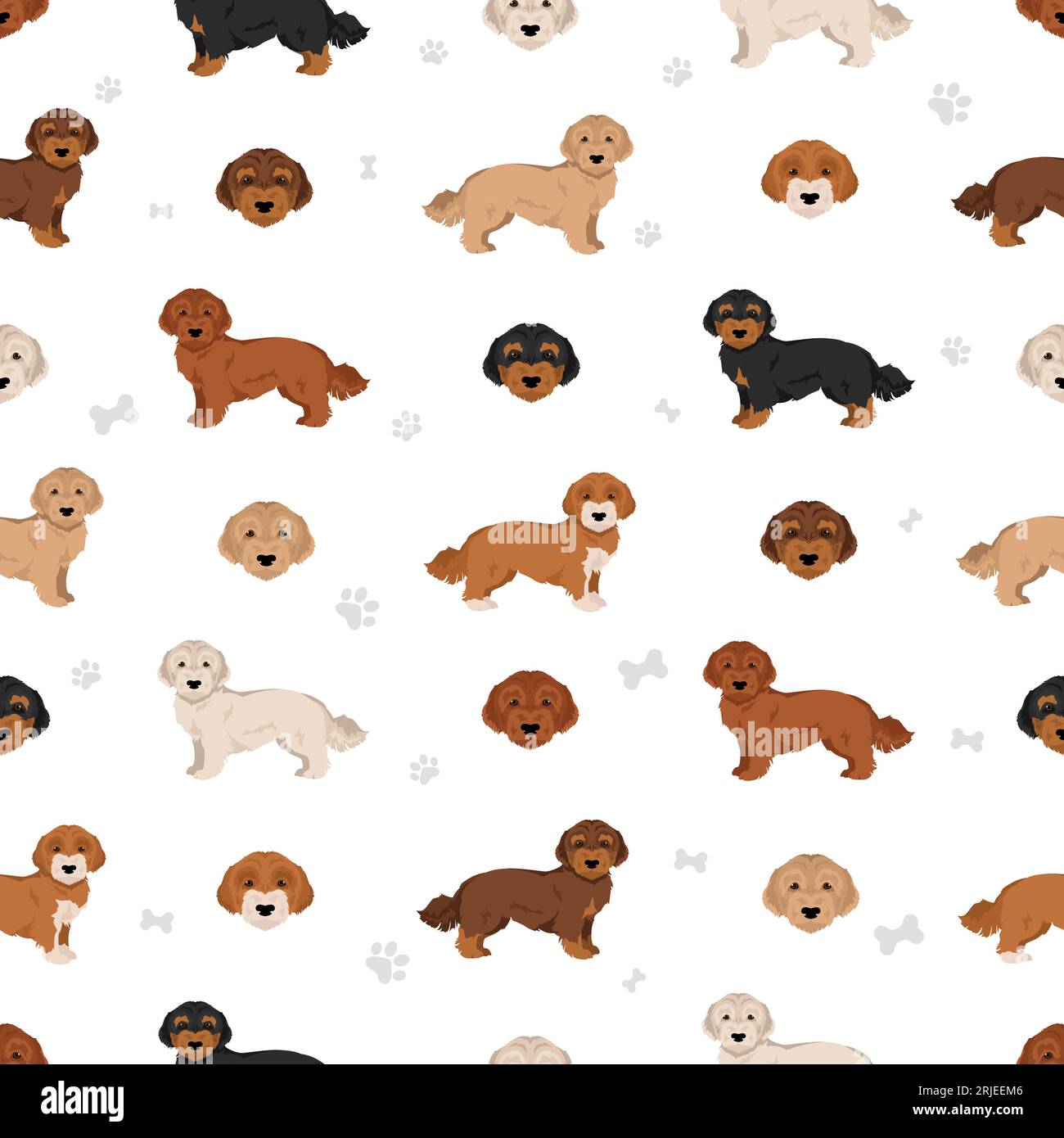 Doxiepoo seamless pattern. Dachshund Poodle mix. Different coat colors ...