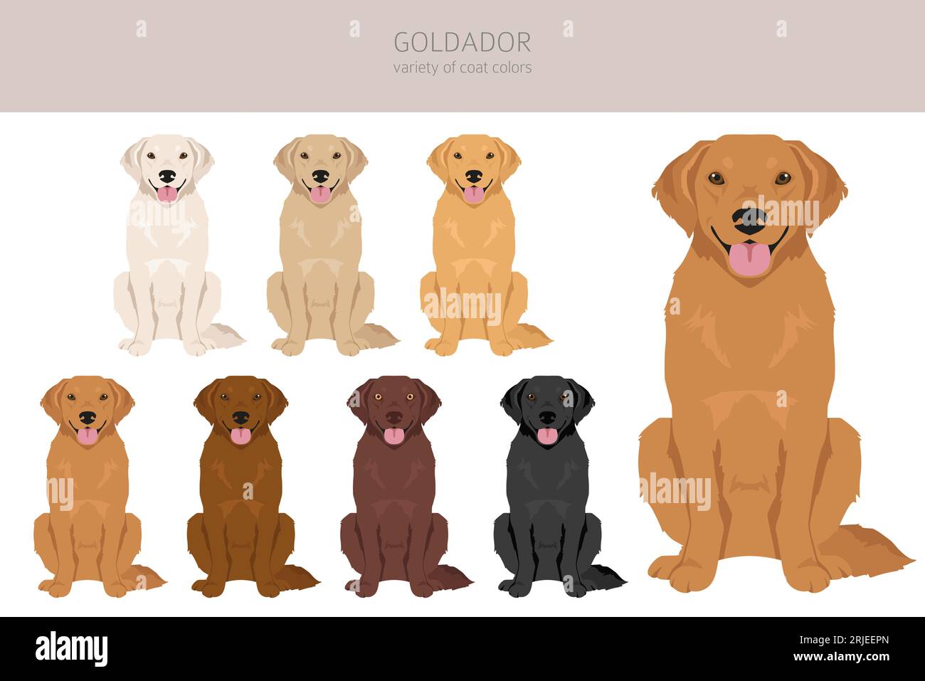 Golden Retriever Color Range