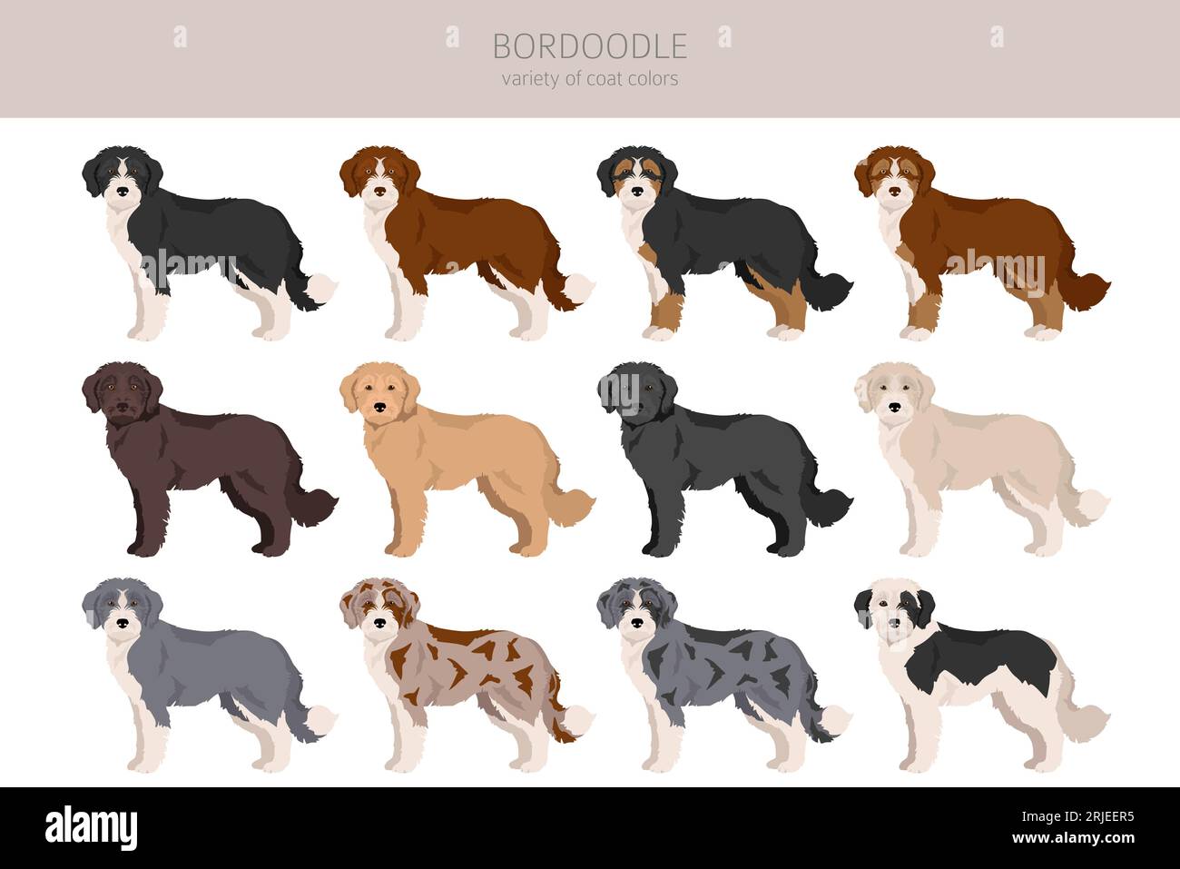 Bordoodle clipart. Border collie Poodlemix. Different coat colors set ...