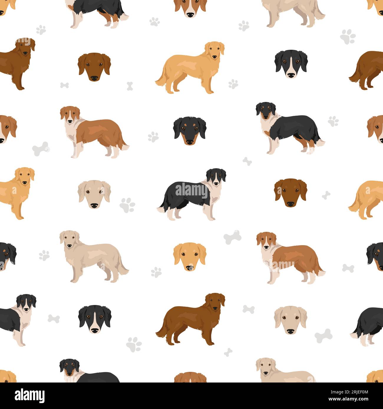 Border collie color pattern hi-res stock photography and images - Alamy