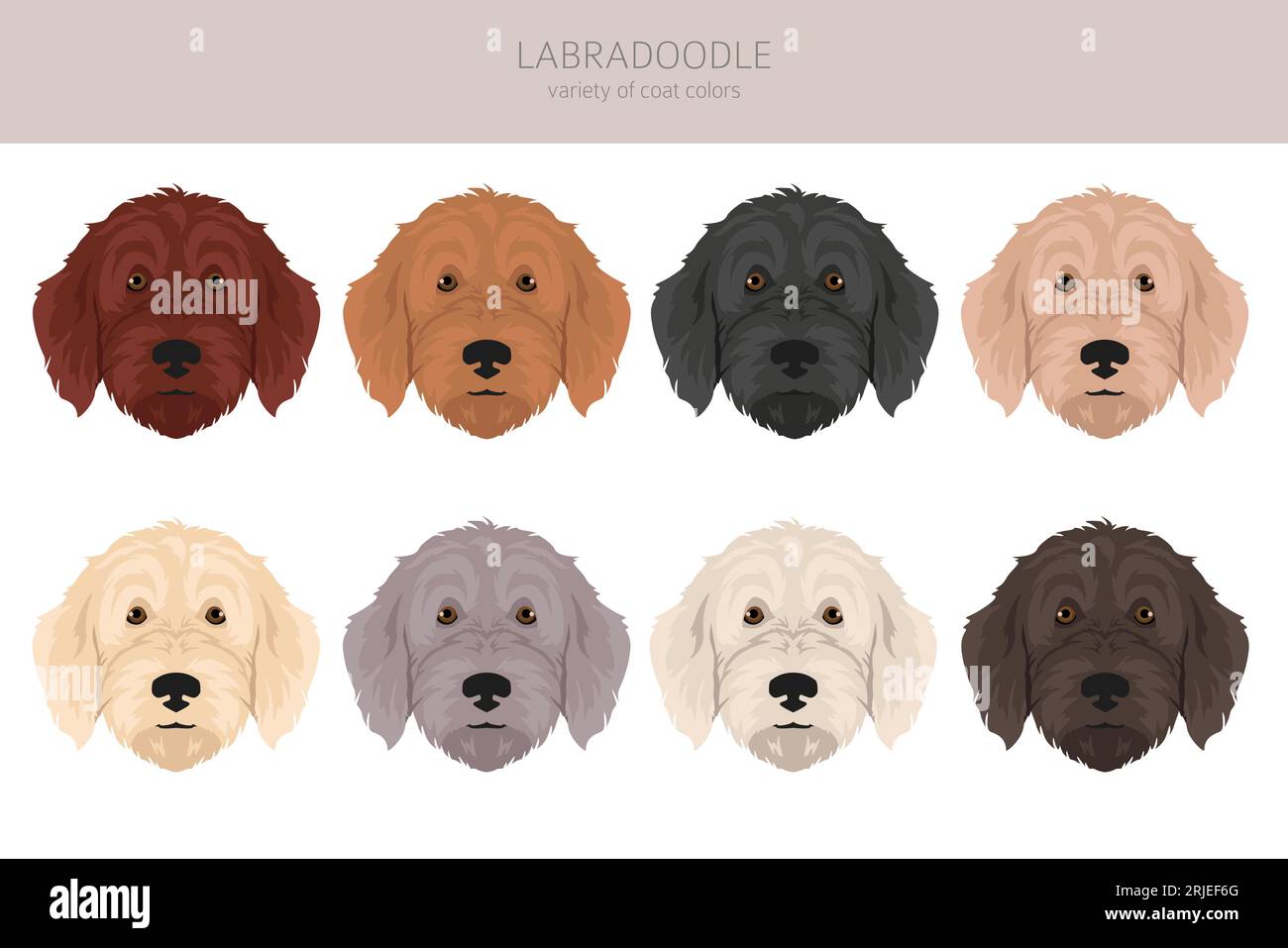Labradoodle clipart. Different poses, coat colors set. Vector ...