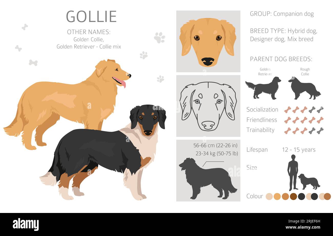 Golden Retriever Rough Collie Mix