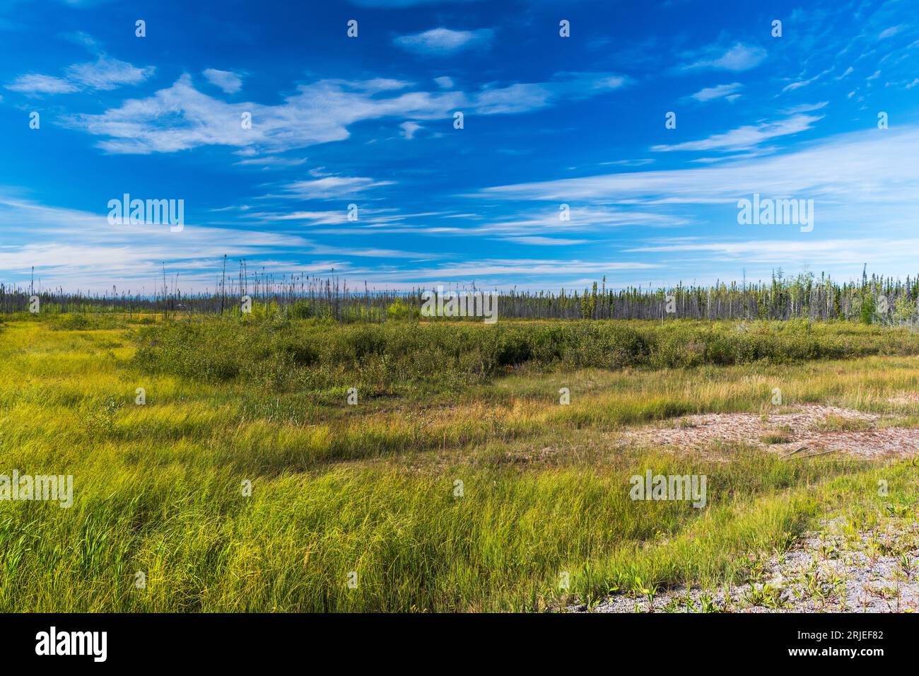 Beautiful landscape view of green boreal forest in Northwest ...