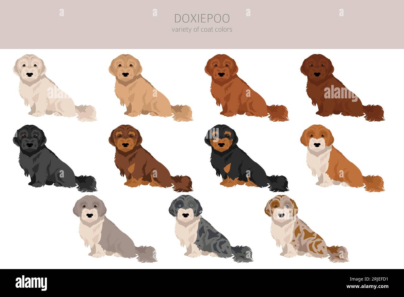 Doxiepoo clipart. Dachshund Poodle mix. Different coat colors set ...