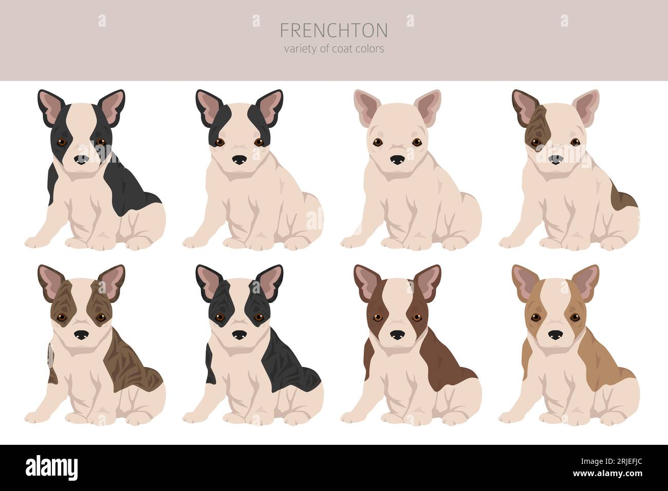 Frenchton clipart. French bulldog Boston terrier mix. Different coat ...