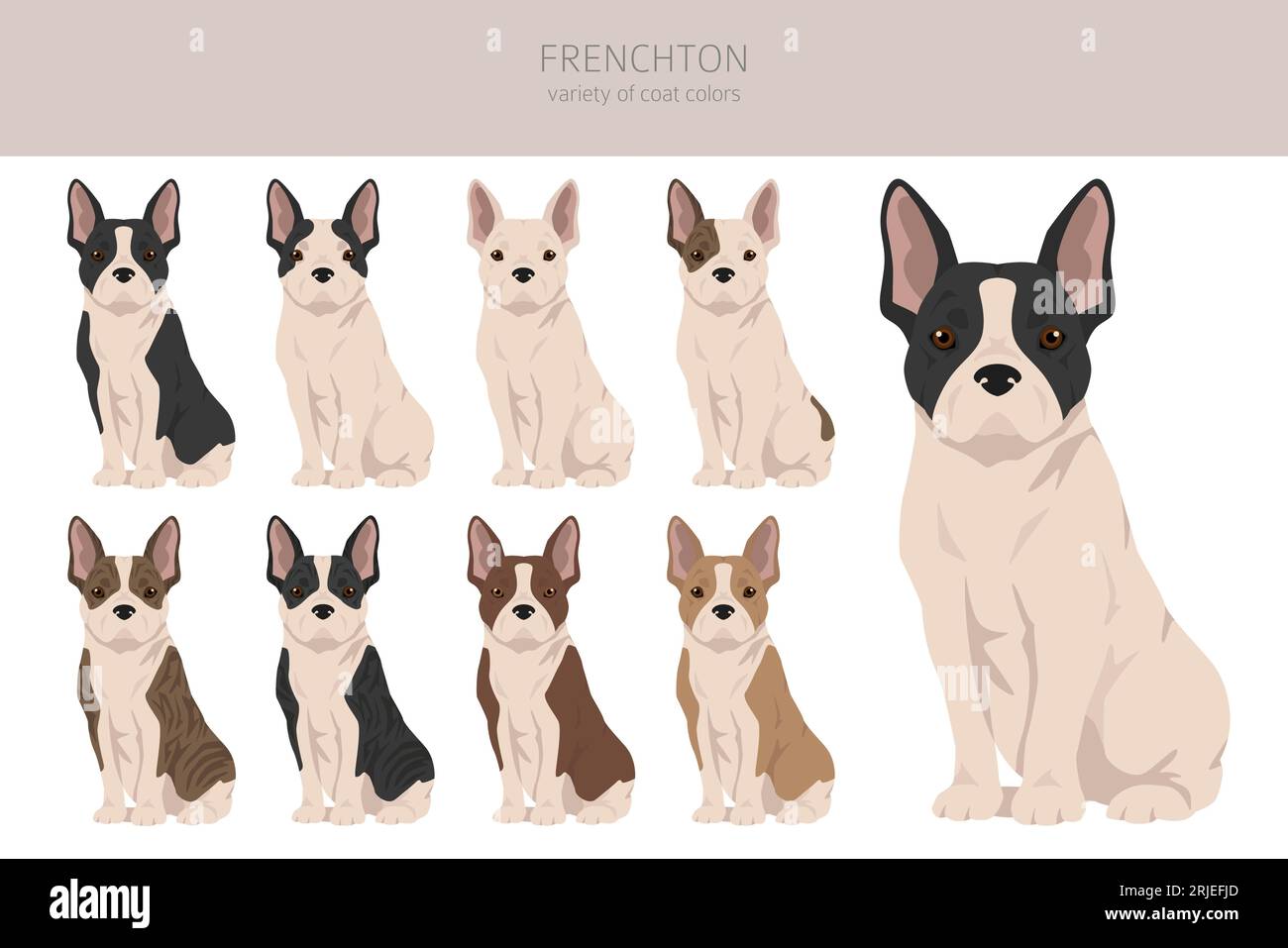Frenchton clipart. French bulldog Boston terrier mix. Different coat ...
