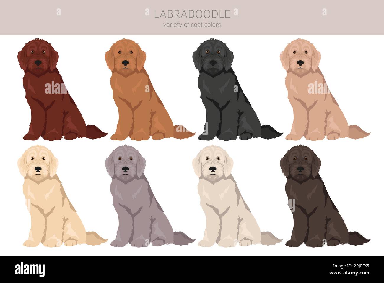 Labradoodle clipart. Different poses, coat colors set. Vector ...