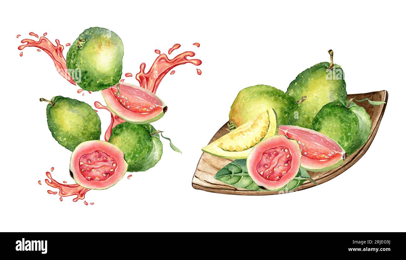 Set of whole guavas and slices, juice pink splash watercolor ...