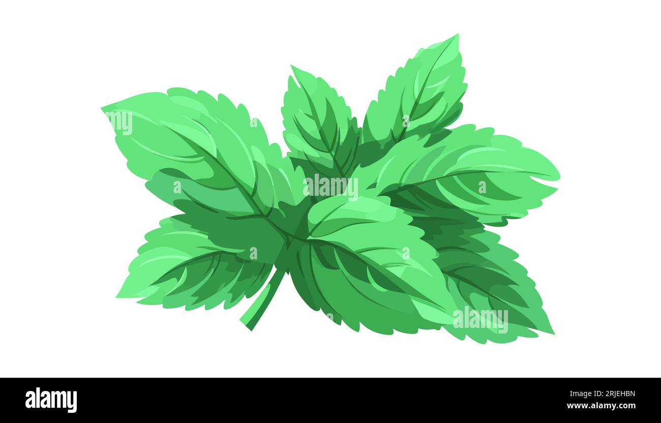 Mint in a flat design on a white background Stock Vector Image & Art ...