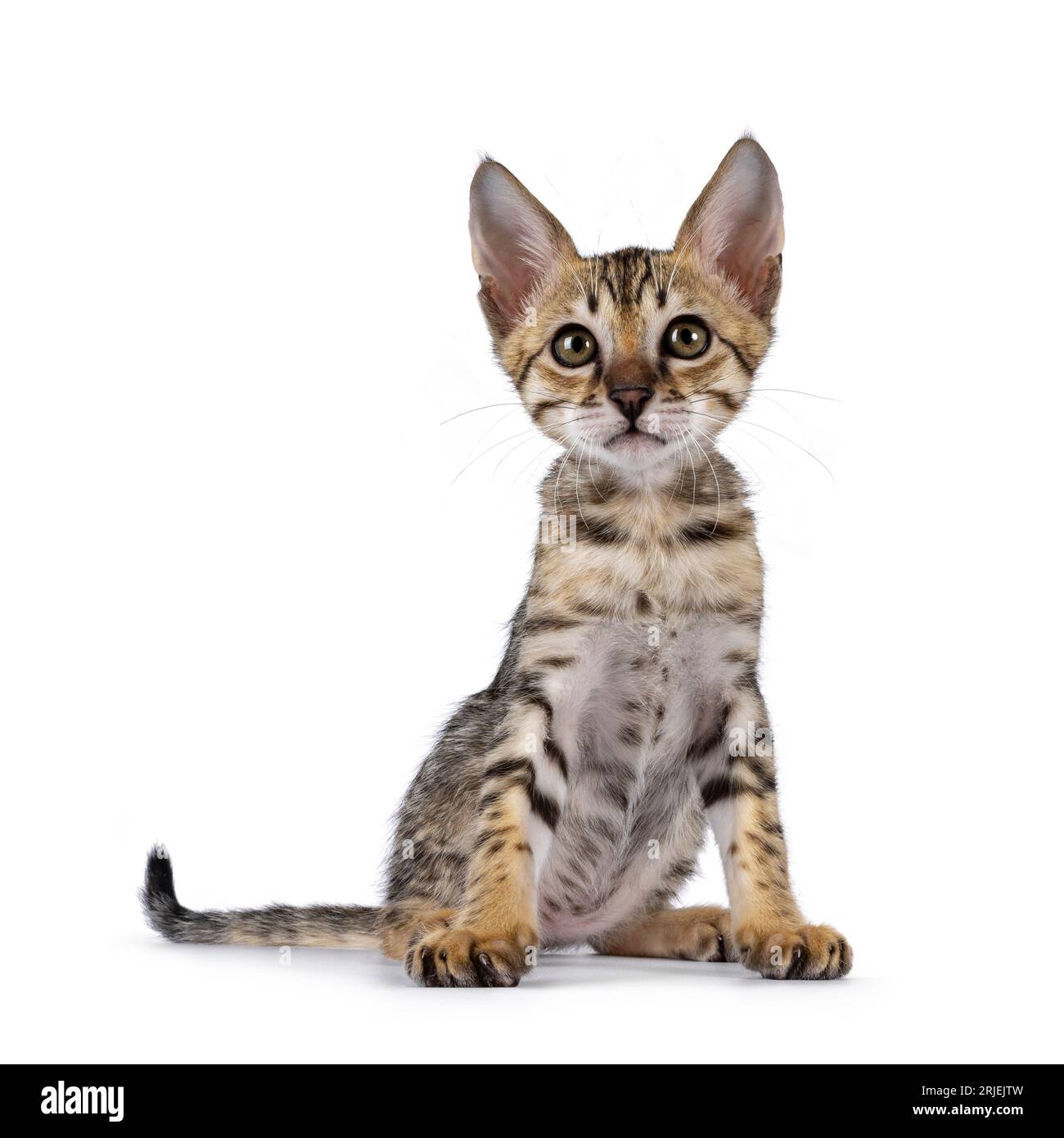 F5 Savannah Kitten