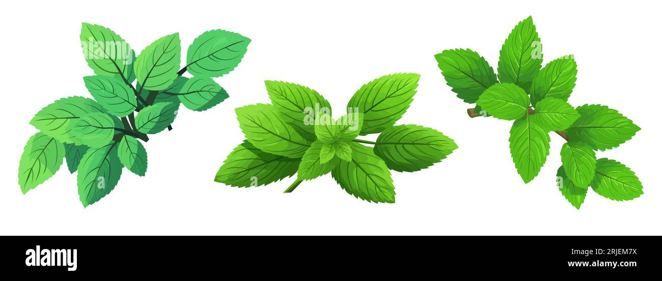 Mint in a flat design on a white background Stock Vector Image & Art ...