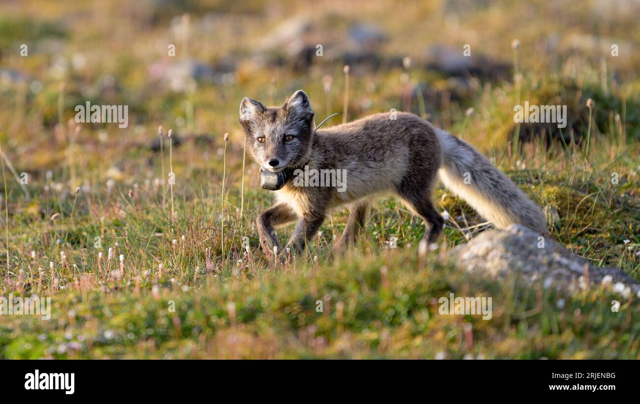 Arctic fox (Vulpes lagopus) with radio collar for research Stock Photo ...