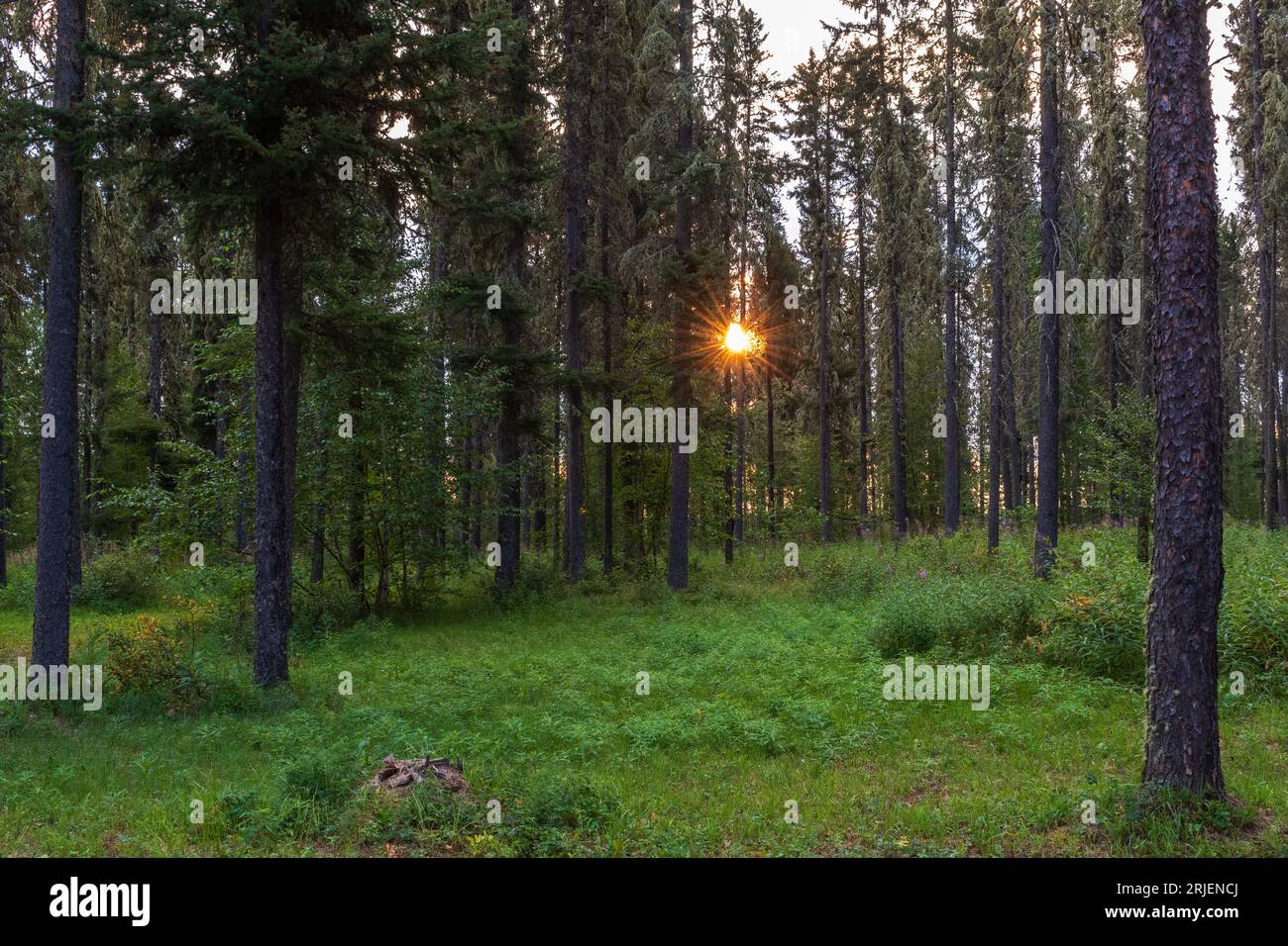 Sun shines through golden hi-res stock photography and images - Alamy