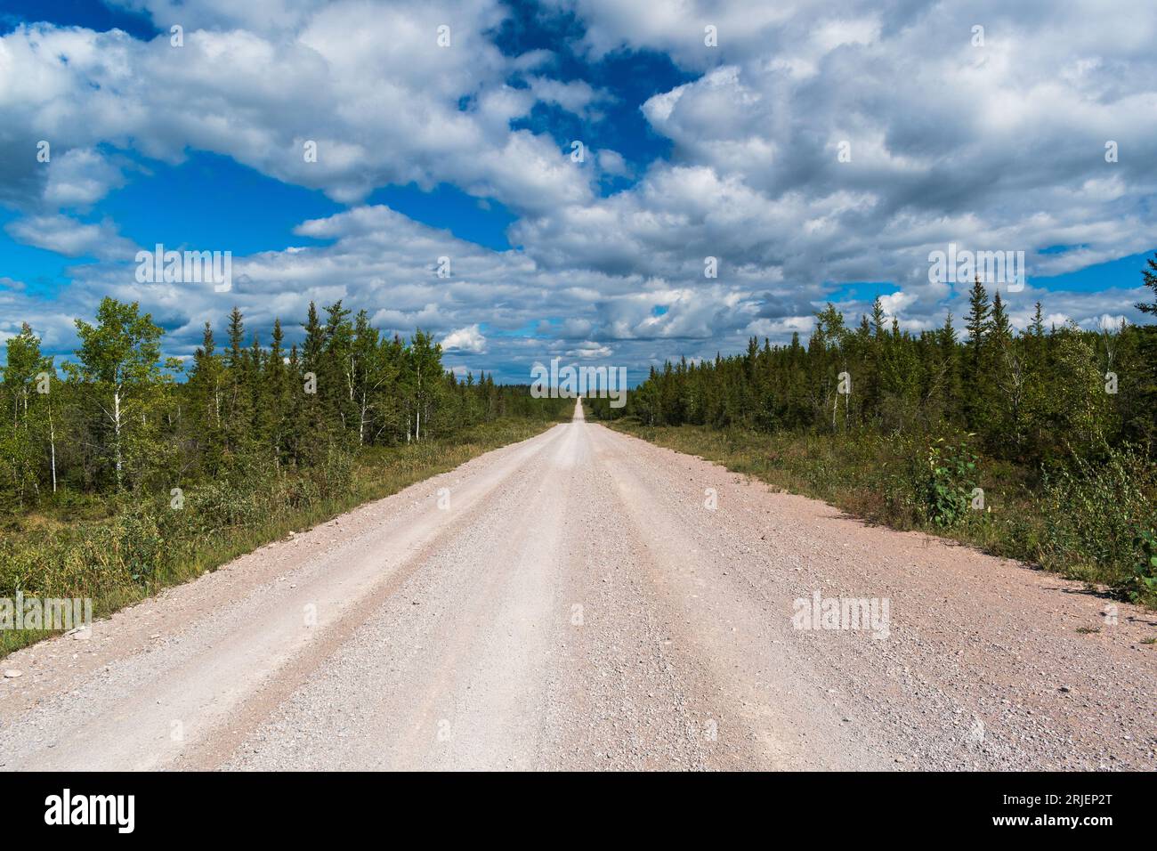 Dirt road traverses through boreal forest under puffy white clouds in ...
