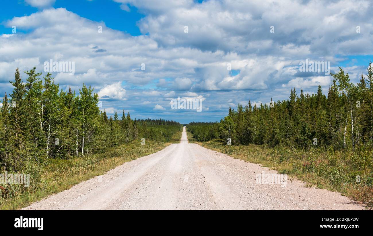 Dirt road traverses through boreal forest under puffy white clouds in ...