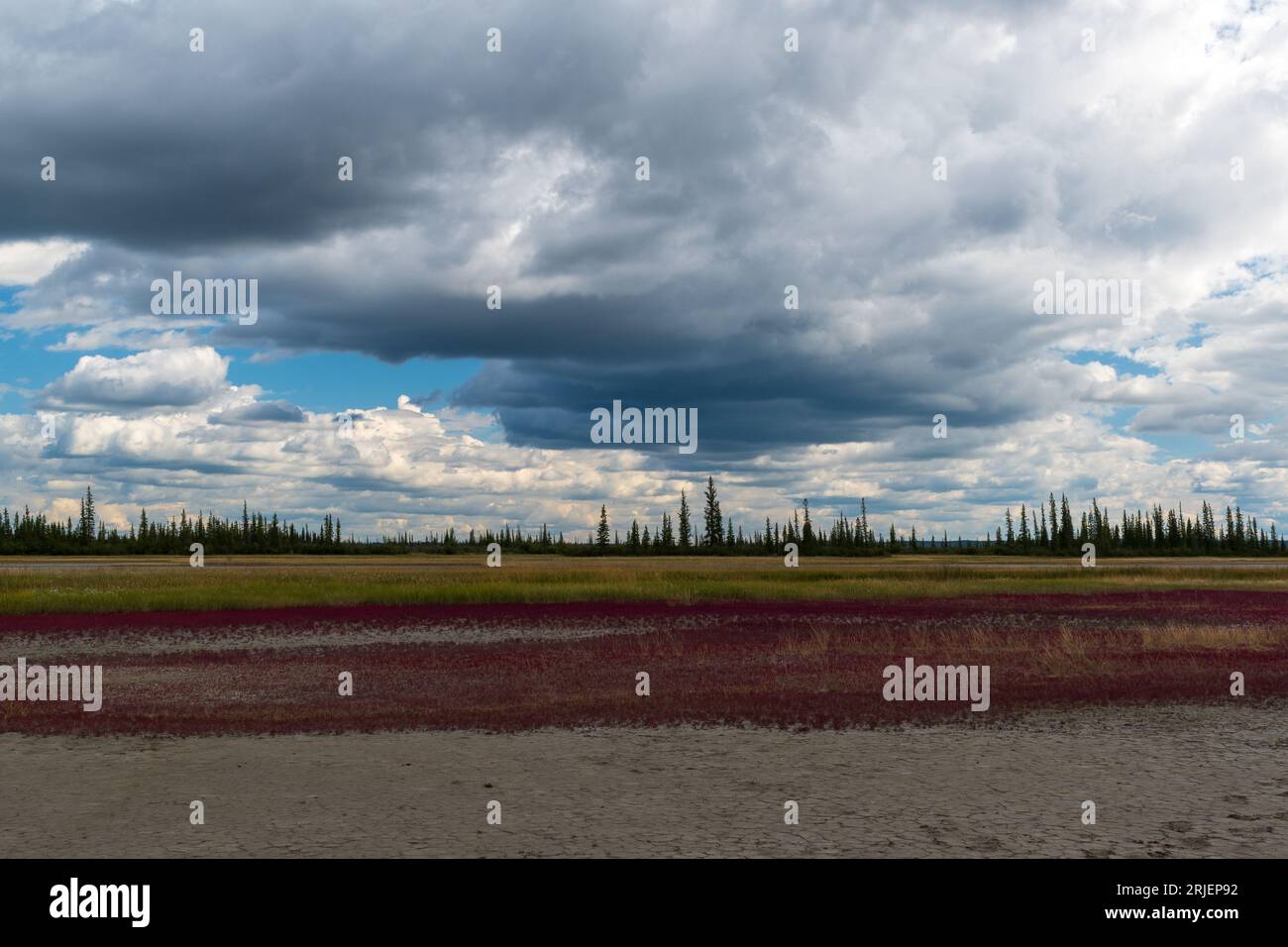 Red plants grow in Wood Buffalo National Park Salt Plains, Northwest ...