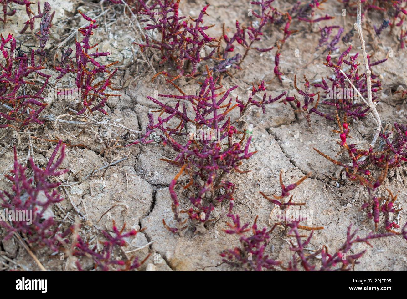 Wood buffalo national park hi-res stock photography and images - Alamy
