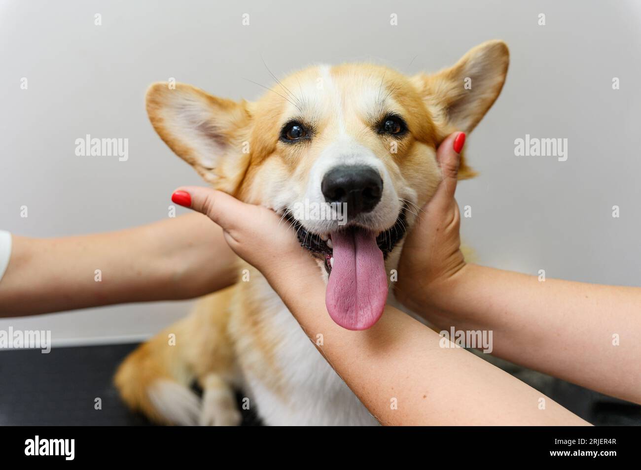 Female hands hug the head of a welsh corgi pembroke dog Stock Photo - Alamy