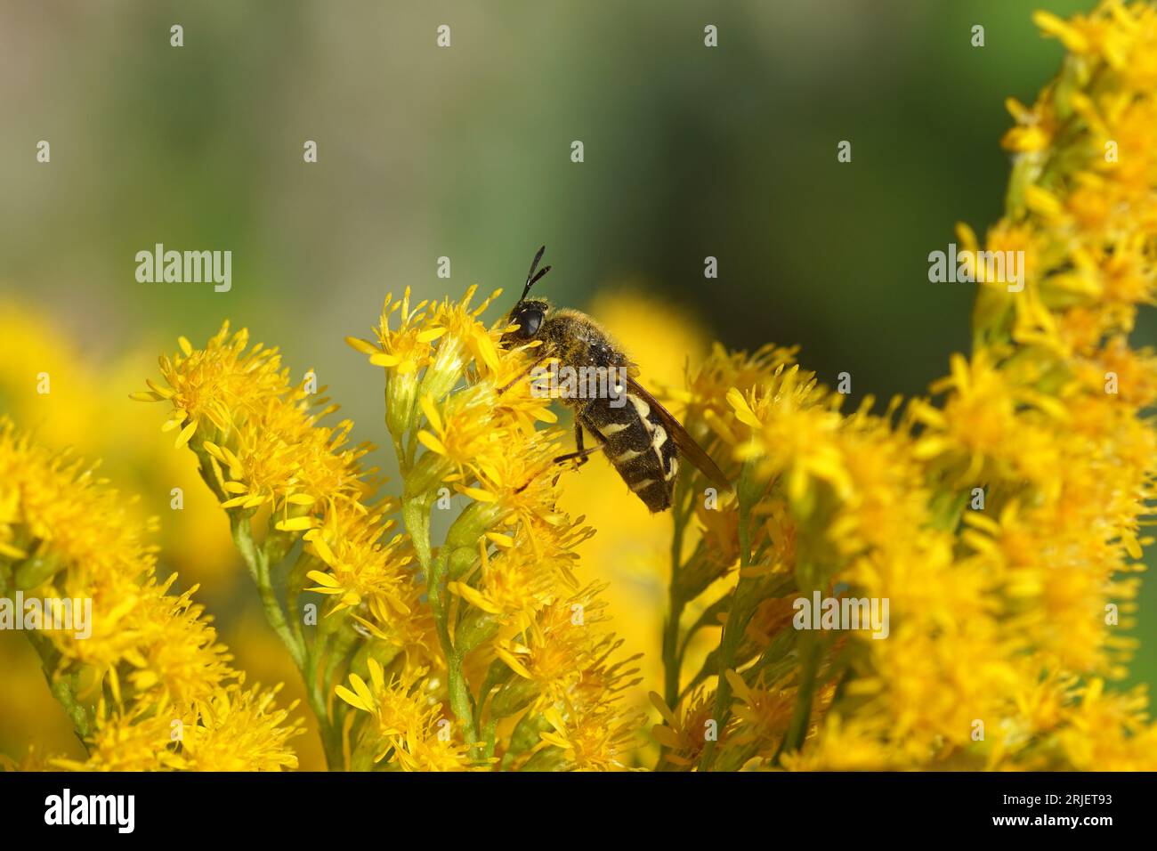 Closeup soldier fly the flecked general (Stratiomys singularior ...