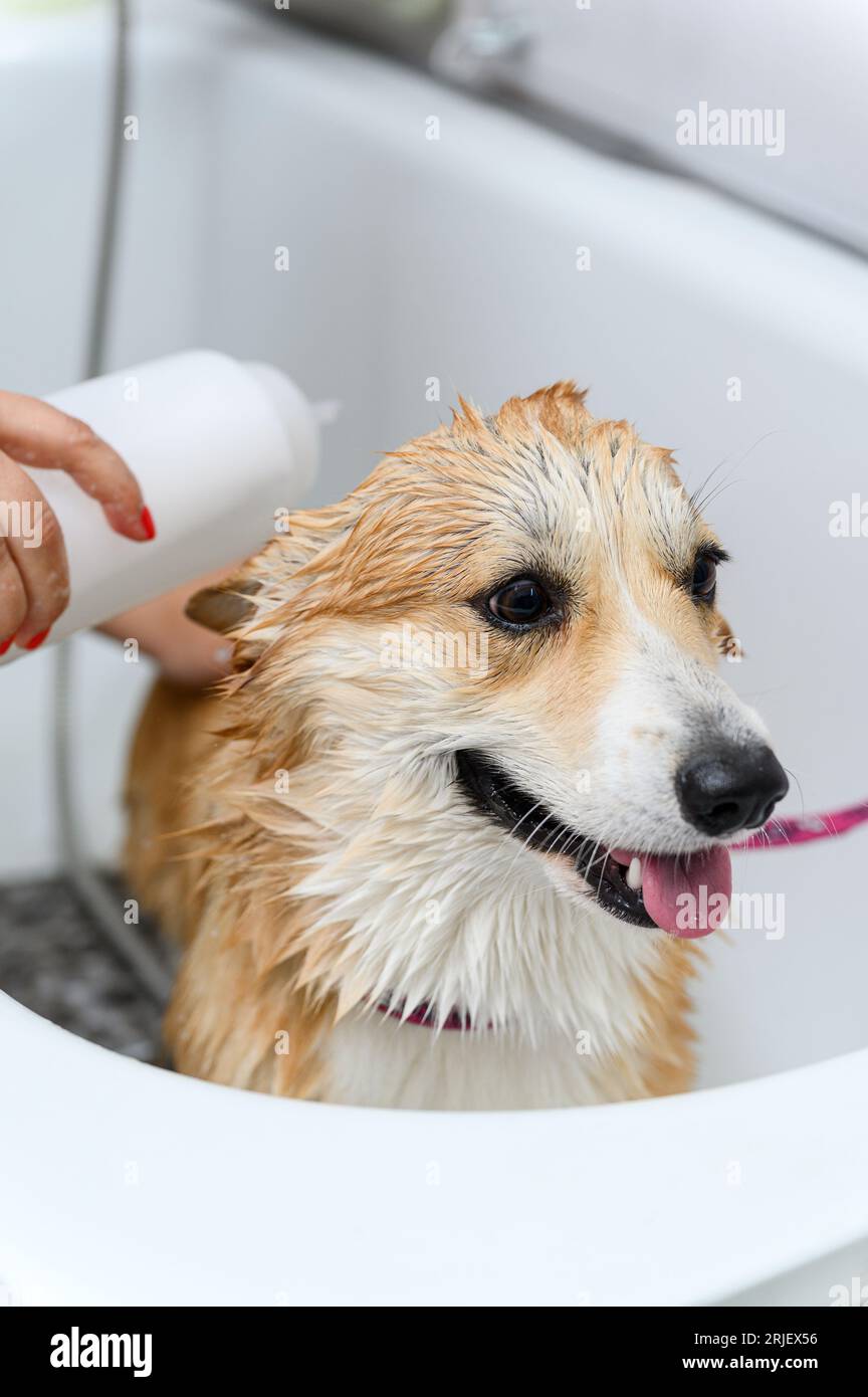 Groomer carefully wash the funny welsh corgi pembroke dog in bath ...
