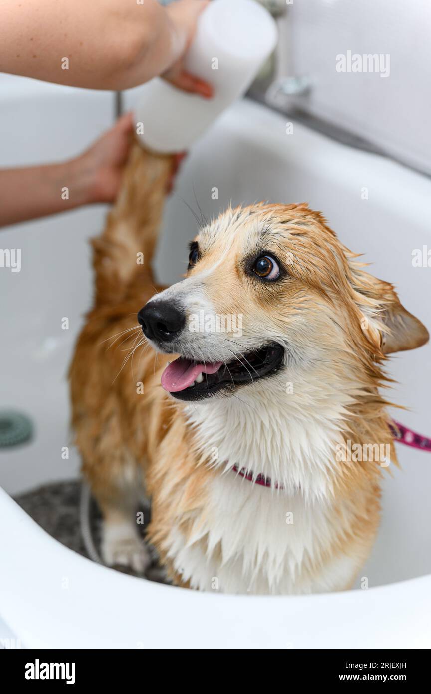 Groomer carefully wash the funny welsh corgi pembroke dog in bath ...