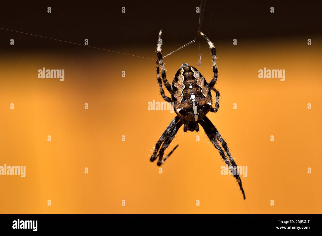 Giant garden spider orb weaver, Araneidae family, probably Araneus ...