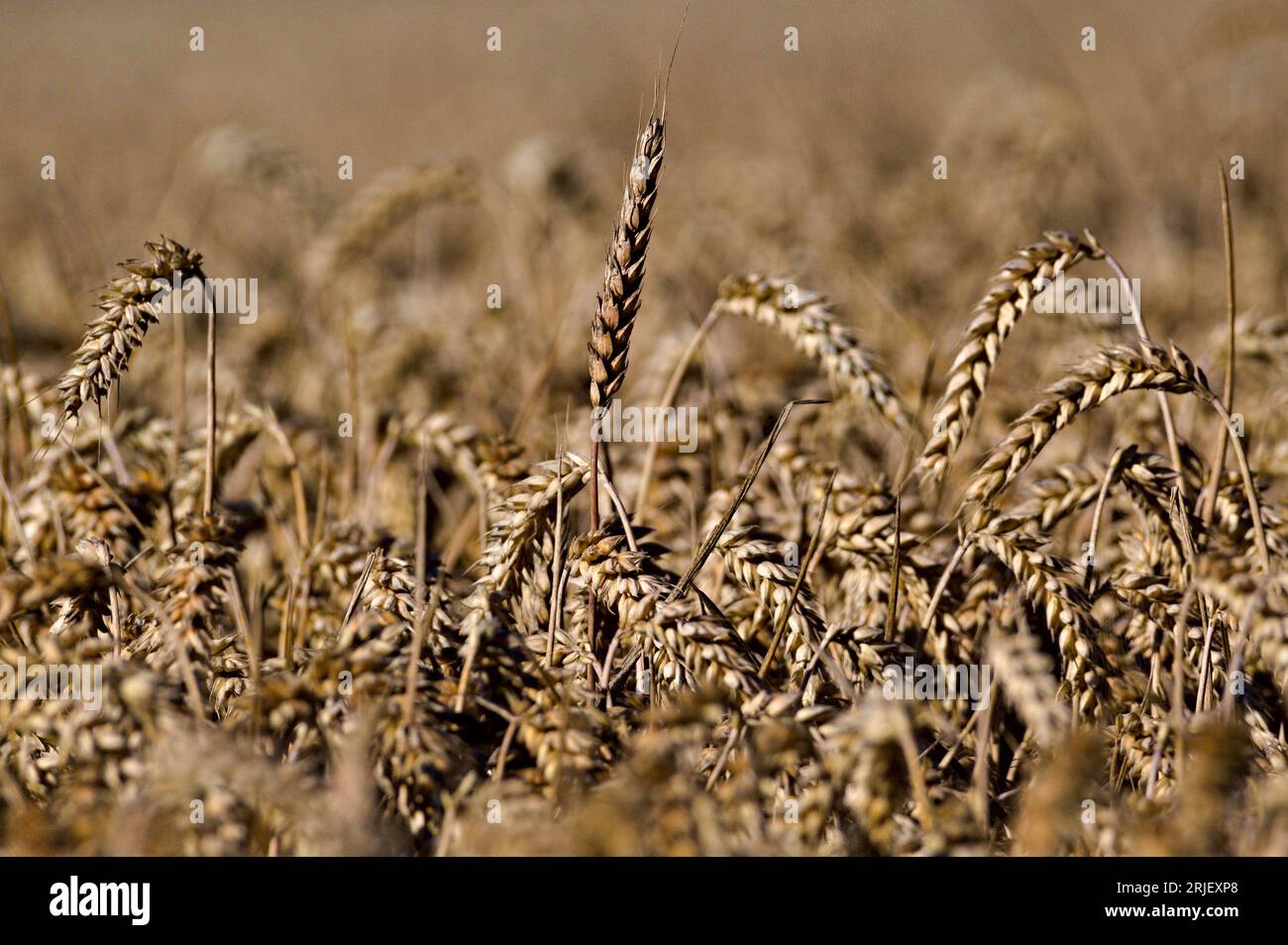 Rye field. Dry stems of raw ingredient for flour before harvesting ...
