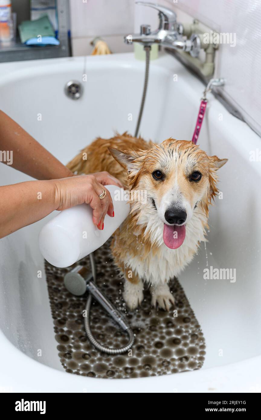 Groomer carefully wash the funny welsh corgi pembroke dog in bath ...