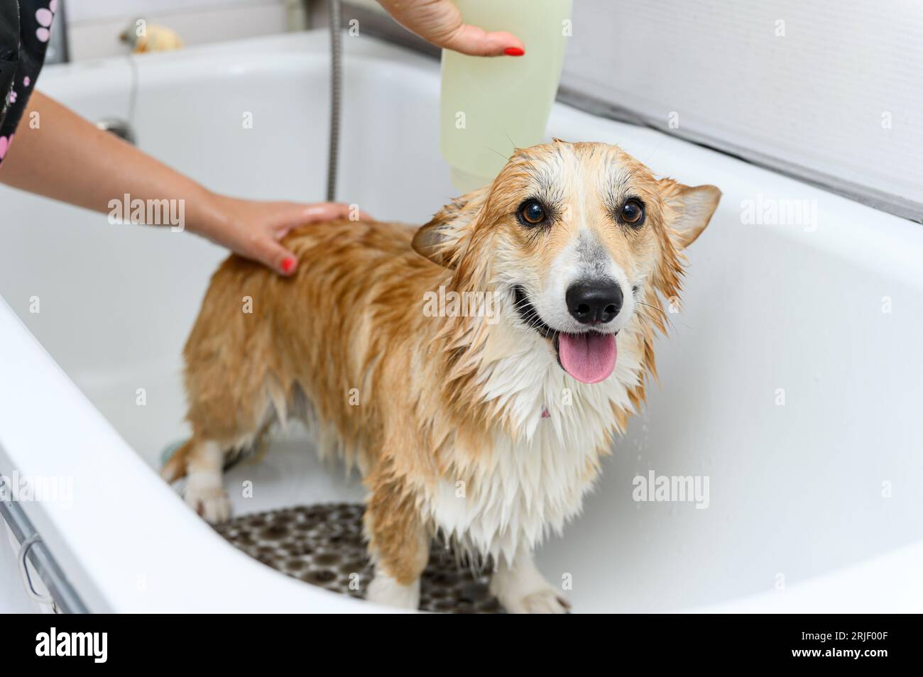 Funny portrait of a welsh corgi pembroke dog showering with shampoo ...