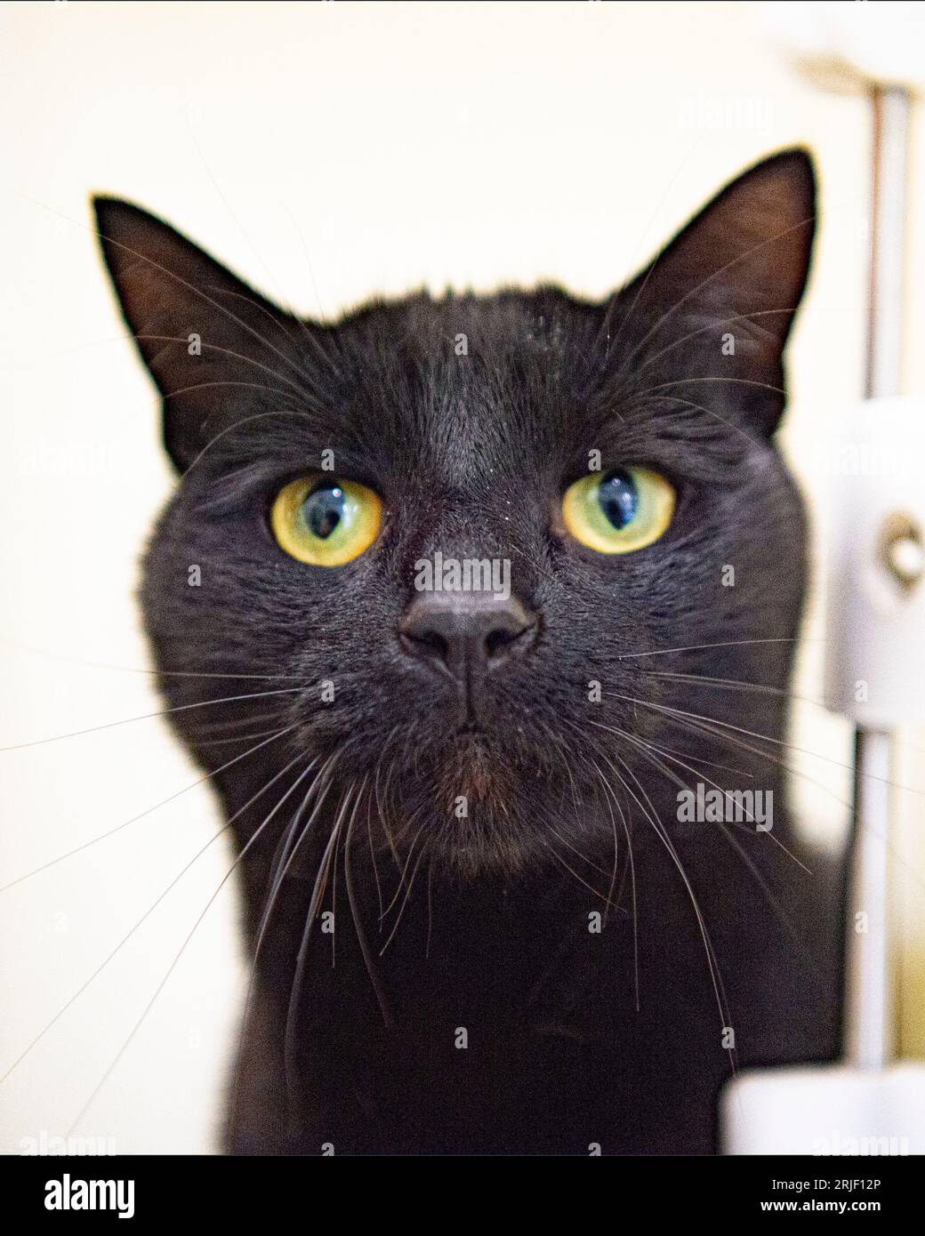 domestic black cat Stock Photo - Alamy