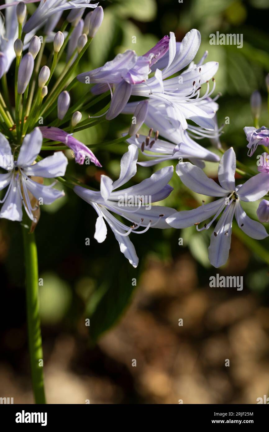 Pink agapanthus hi-res stock photography and images - Alamy