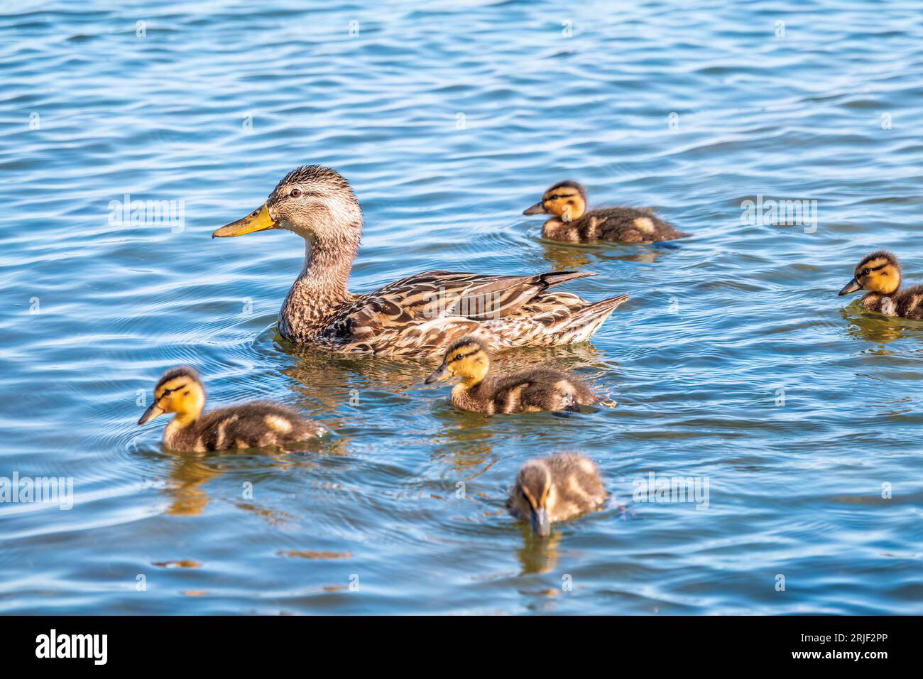 A family of ducks, a duck and its little ducklings are swimming in the ...