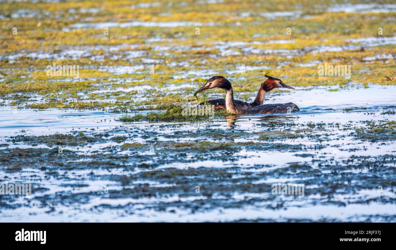Two waterfowl birds Great Crested Grebes swim in the lake. The great ...