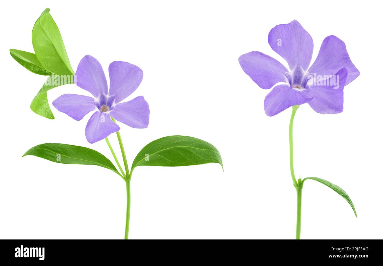 wild periwinkle flowers isolated on white background Stock Photo - Alamy