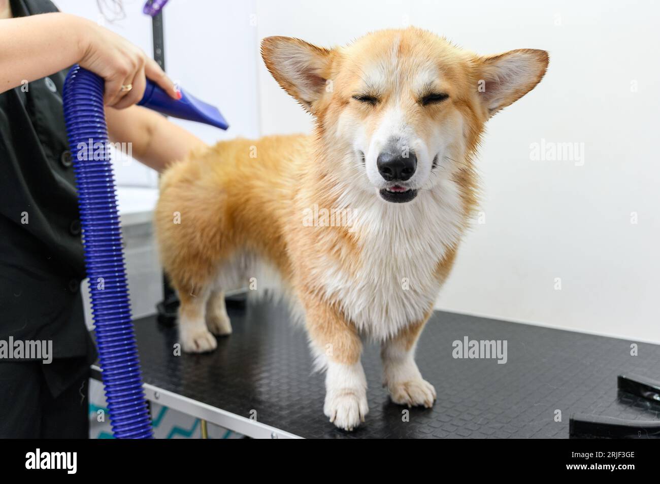 Animal groomer drying clean corgi hi-res stock photography and images ...
