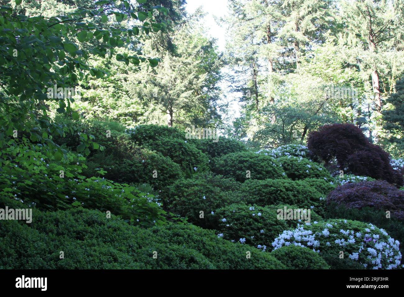 View of Japanese gardens in Portland Stock Photo - Alamy