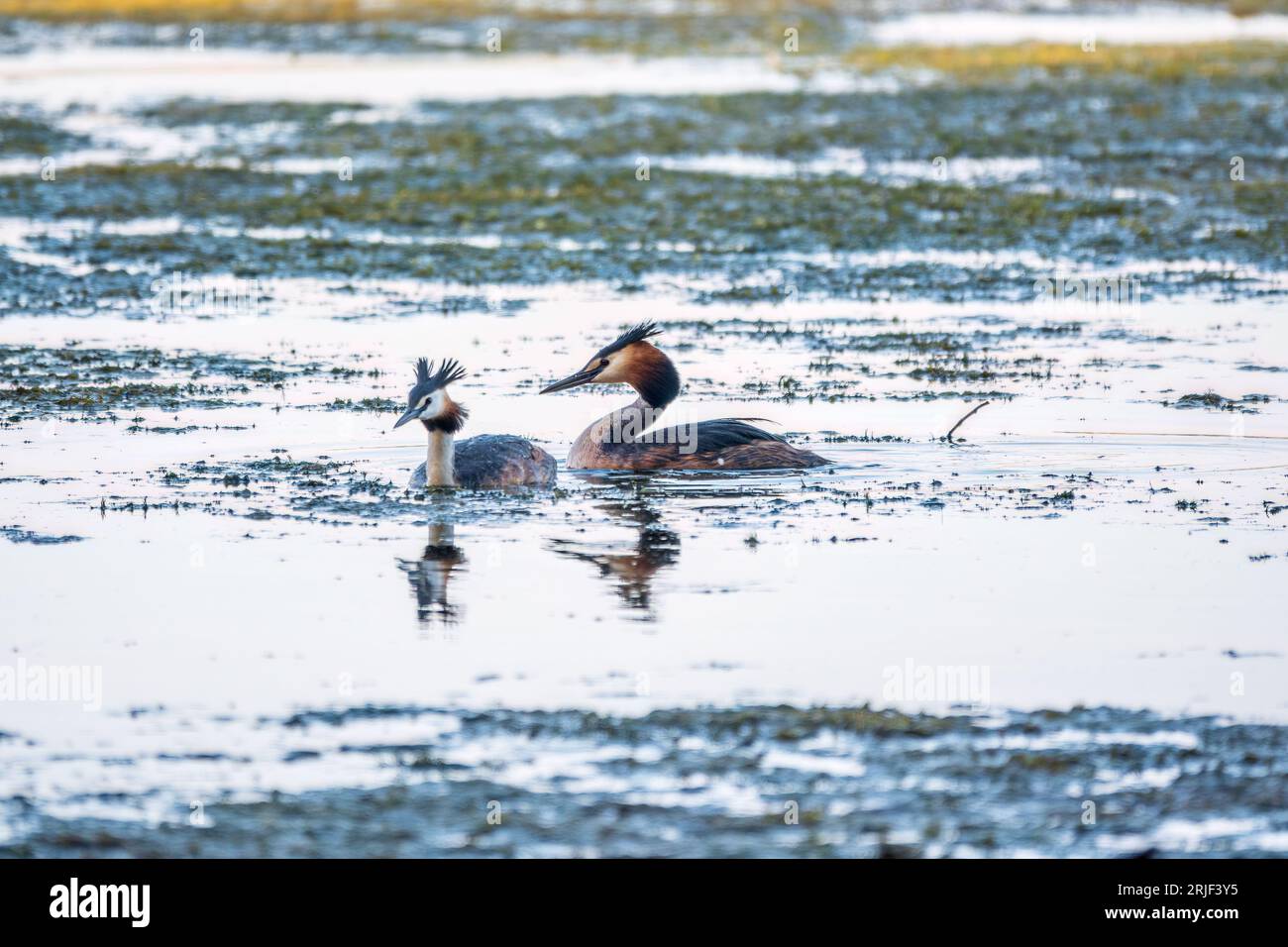 Two waterfowl birds Great Crested Grebes swim in the lake. The great ...