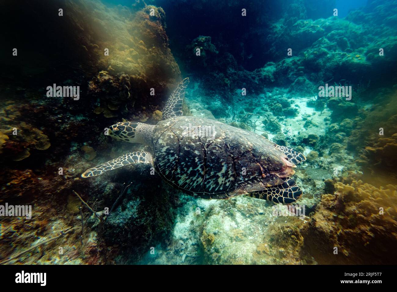 High angle underwater shot of wild big turtle with brown shell swimming ...