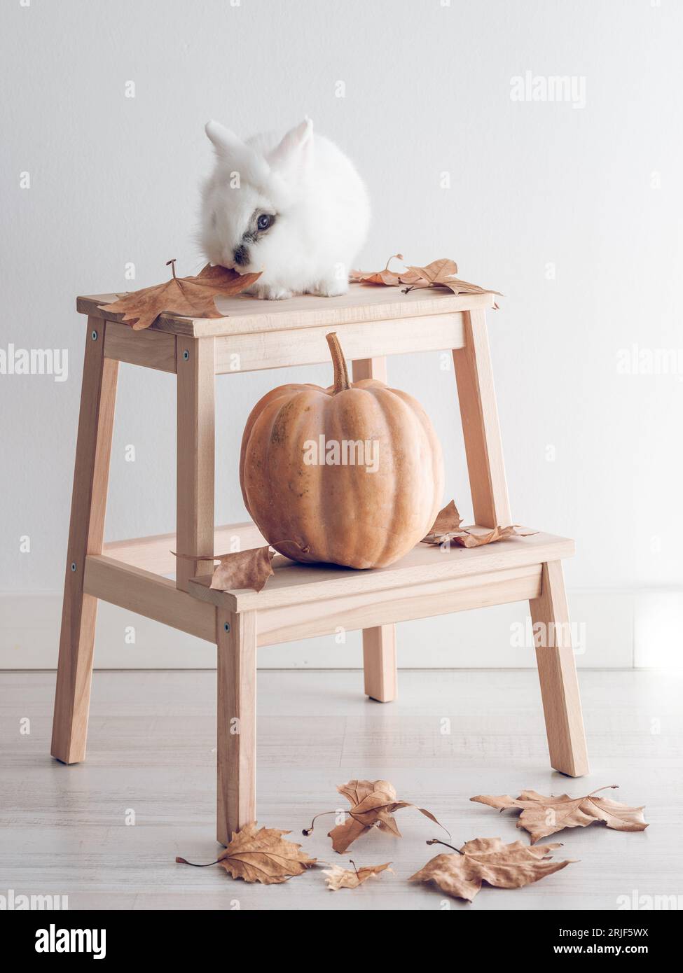 Vegetable stool hi-res stock photography and images - Alamy