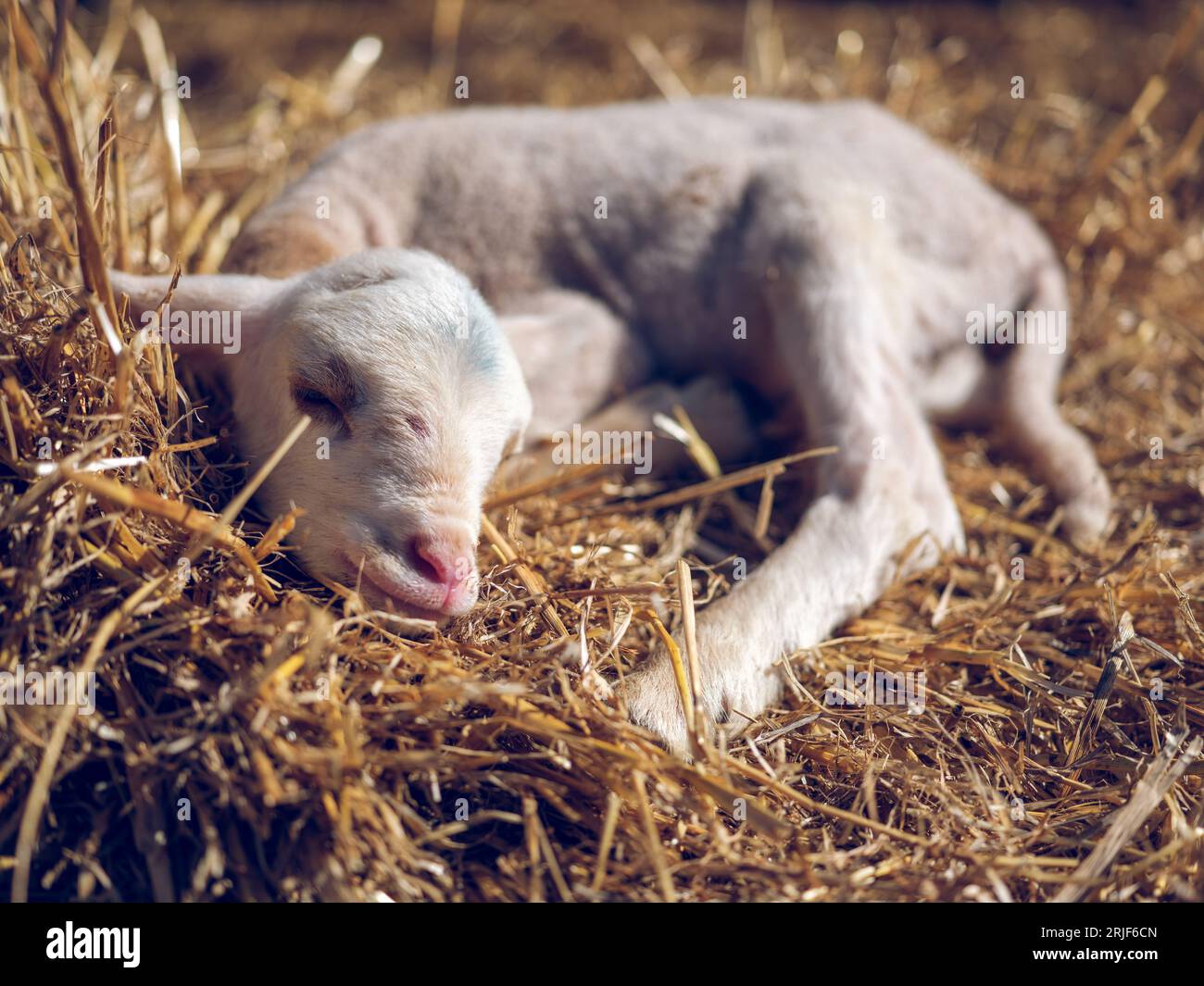 Cute white little baby sheep with closed eyes sleeping on dry straw in ...