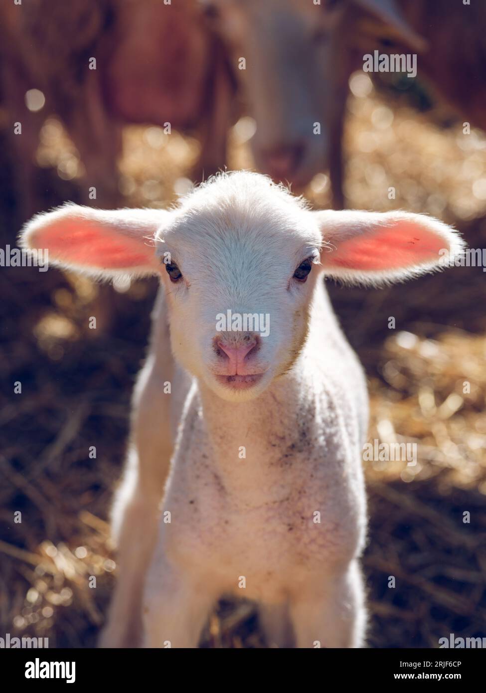 Adorable fluffy white little baby sheep with big ears standing on dry ...