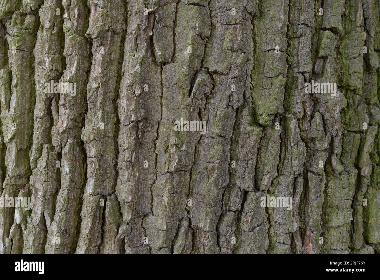 Close up poplar tree hi-res stock photography and images - Alamy