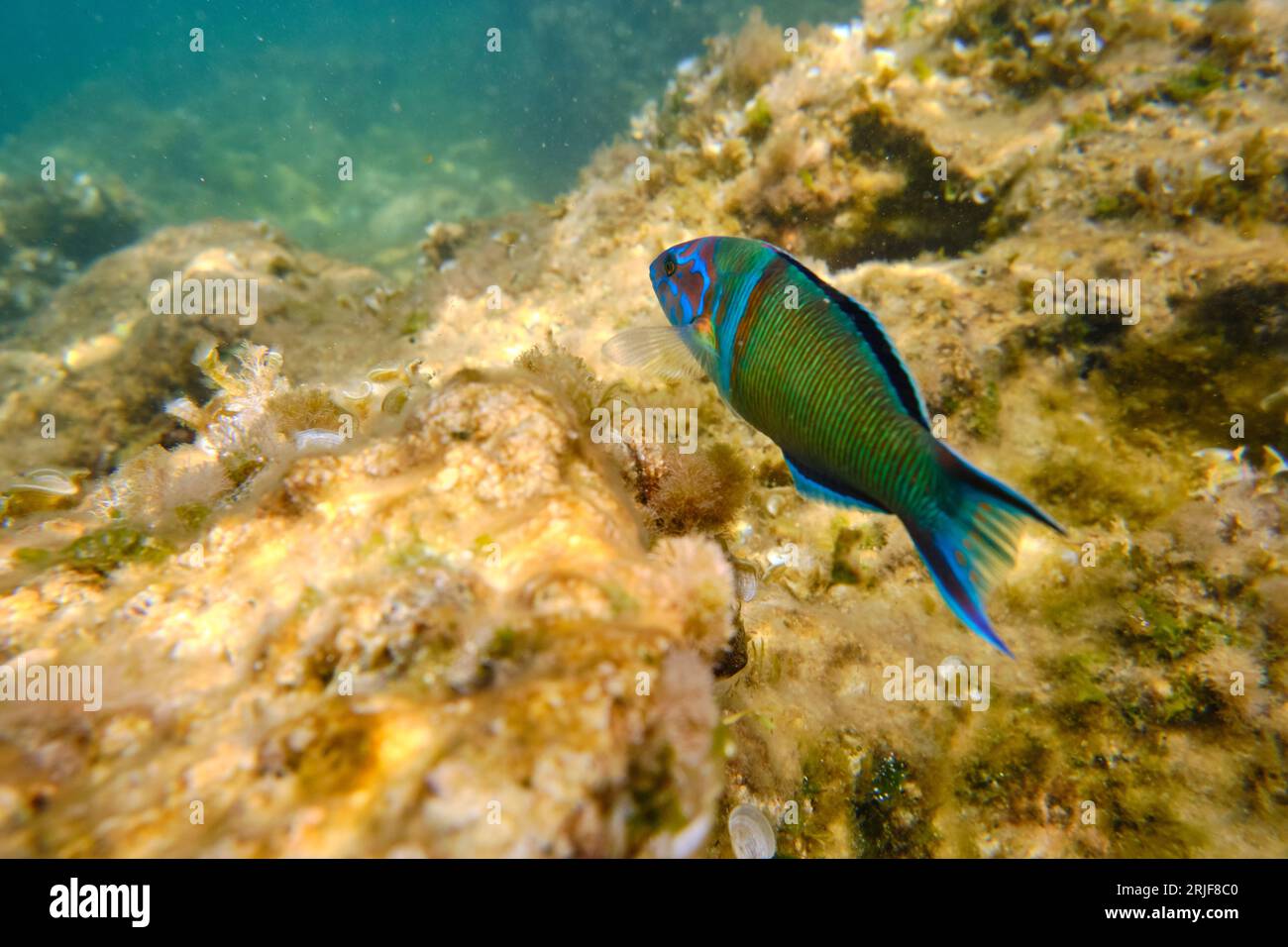 Wild Thalassoma pavo fish with colorful scales swimming in deep sea ...