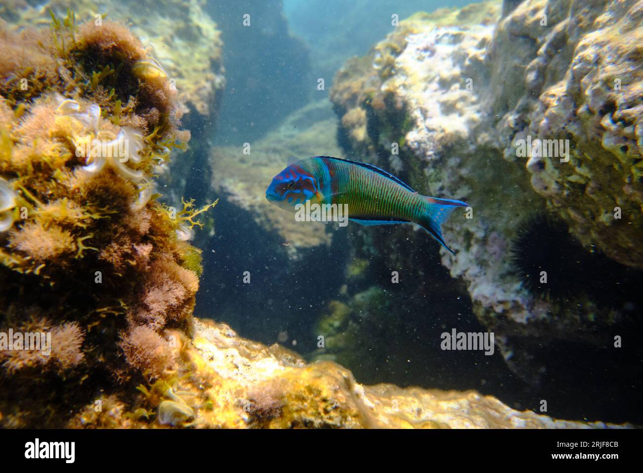 Small tropical Ornate wrasse fish in habitat swimming near coral reefs ...