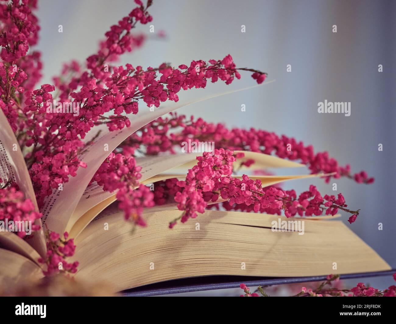 Opened book with colorful pink sprigs of heather flowers with small ...
